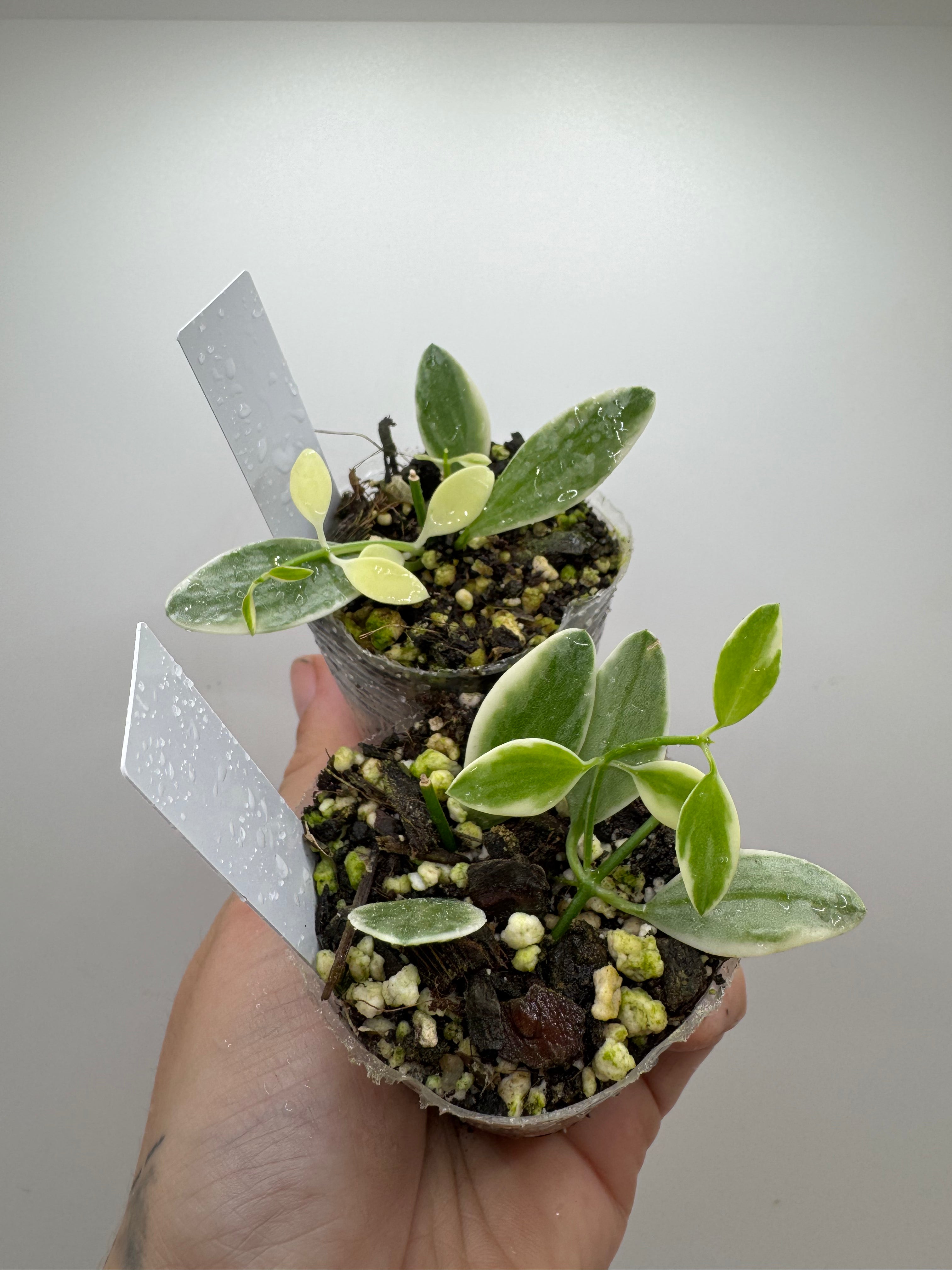 Dischidia Ointha Variegated – Priest's Plant Paradise