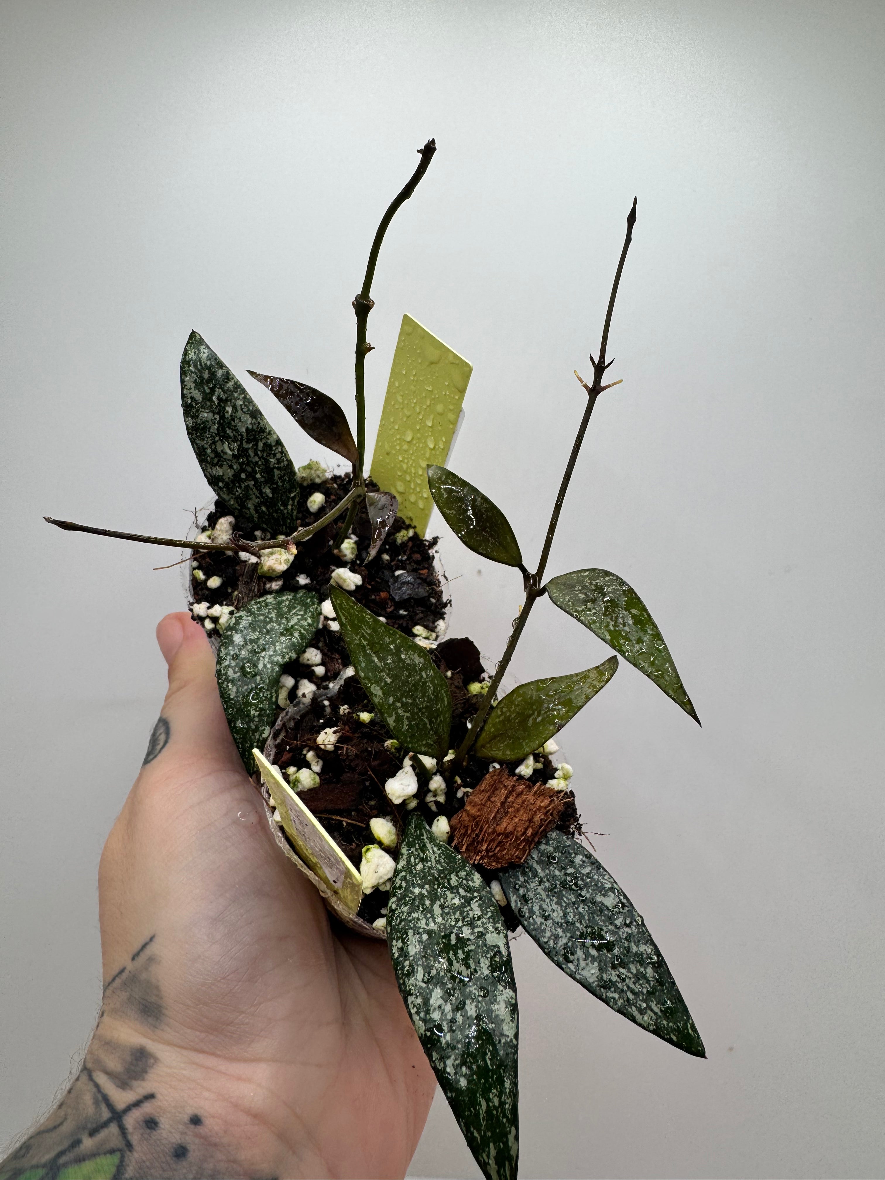 Hoya parviflora – Priest's Plant Paradise