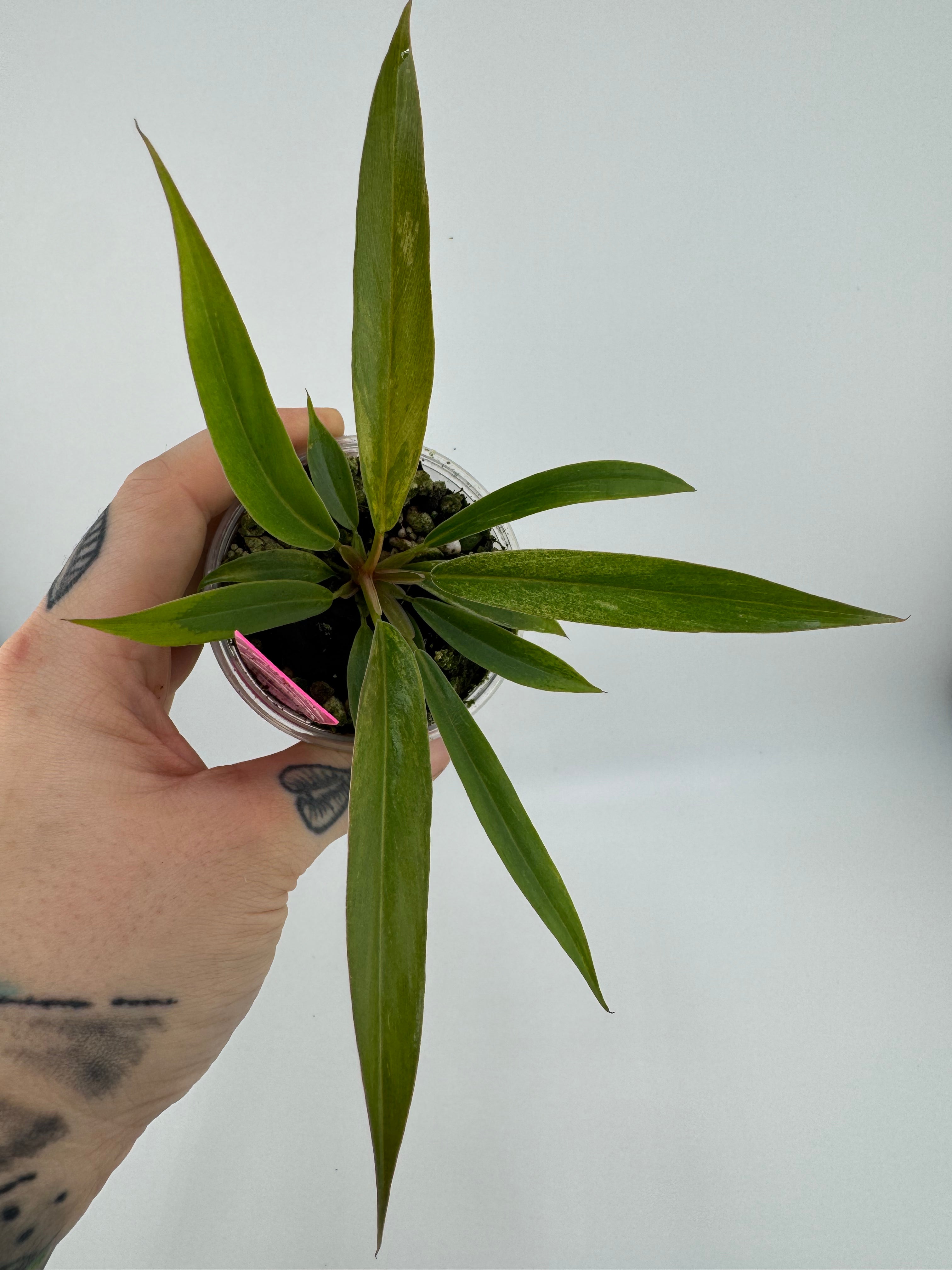 Philodendron VAR Caramel Marble (rare tropical) – Priest's Plant Paradise