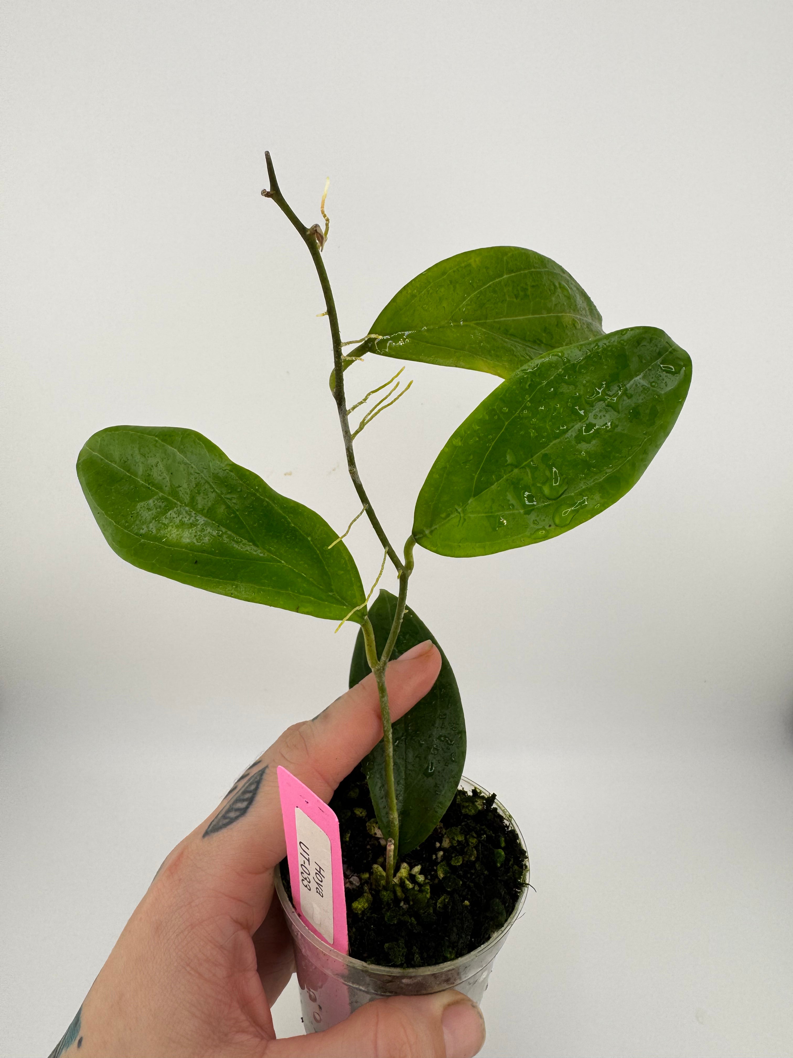 Hoya ‘UT-033’ – Priest's Plant Paradise