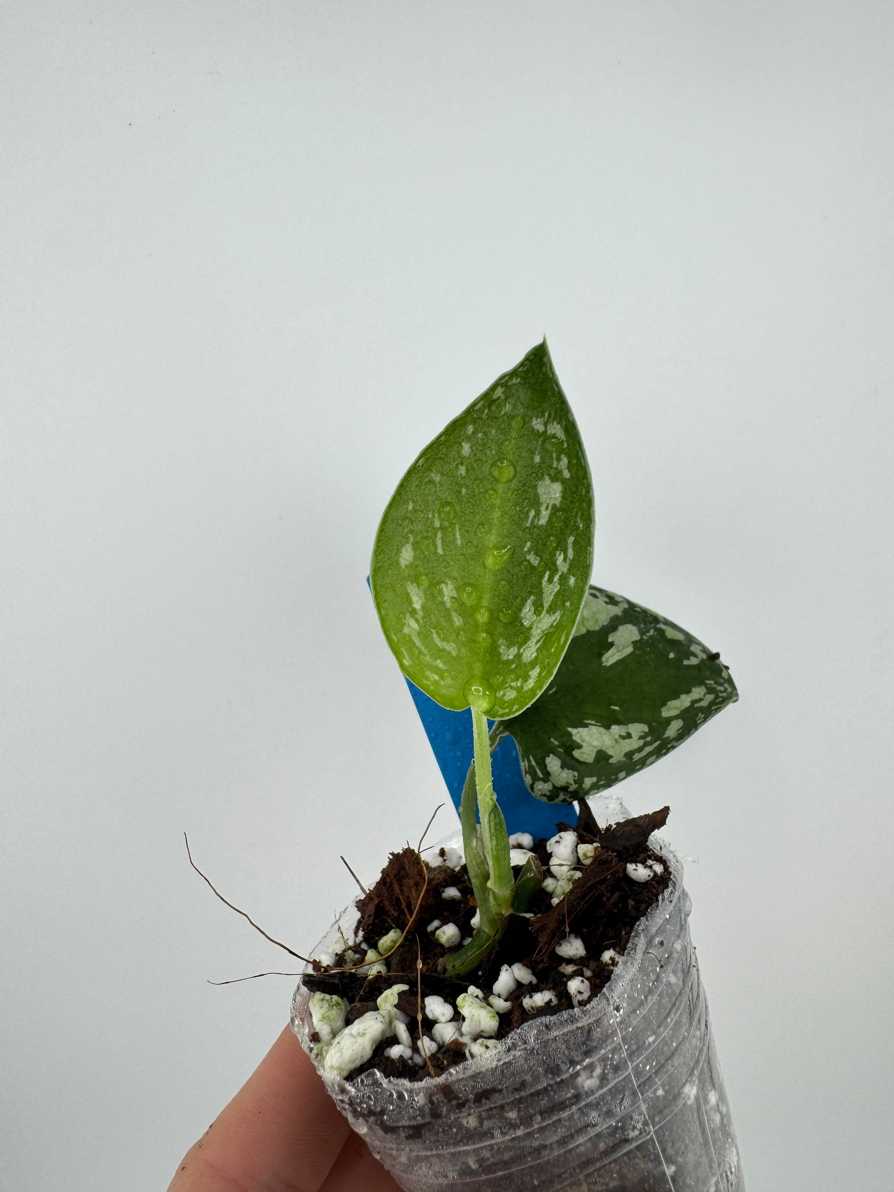 Scindapsus Pictus tricolor ‘Tattoo’ – Priest's Plant Paradise