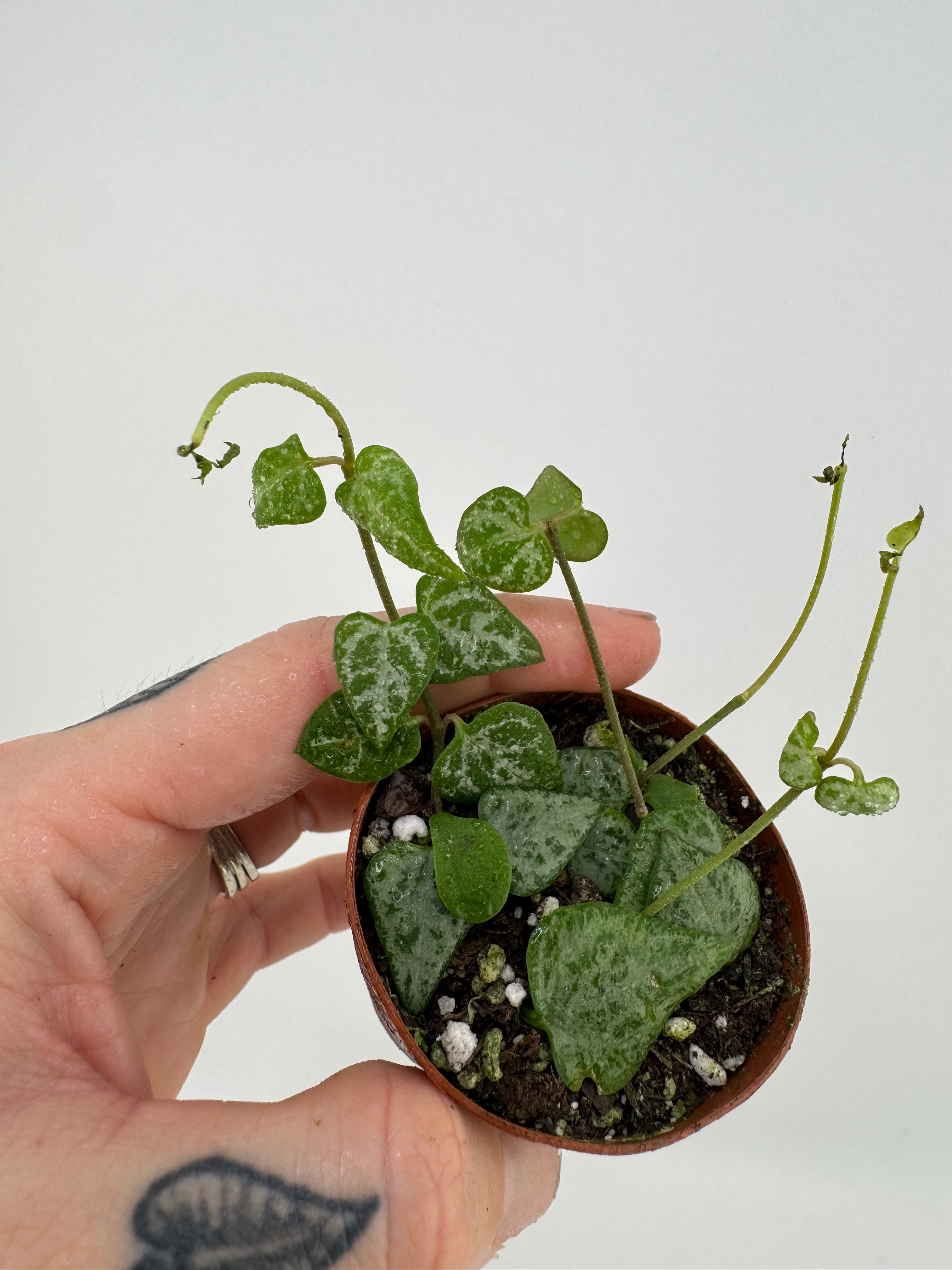 String of Hearts ‘Silver Glory’ – Priest's Plant Paradise