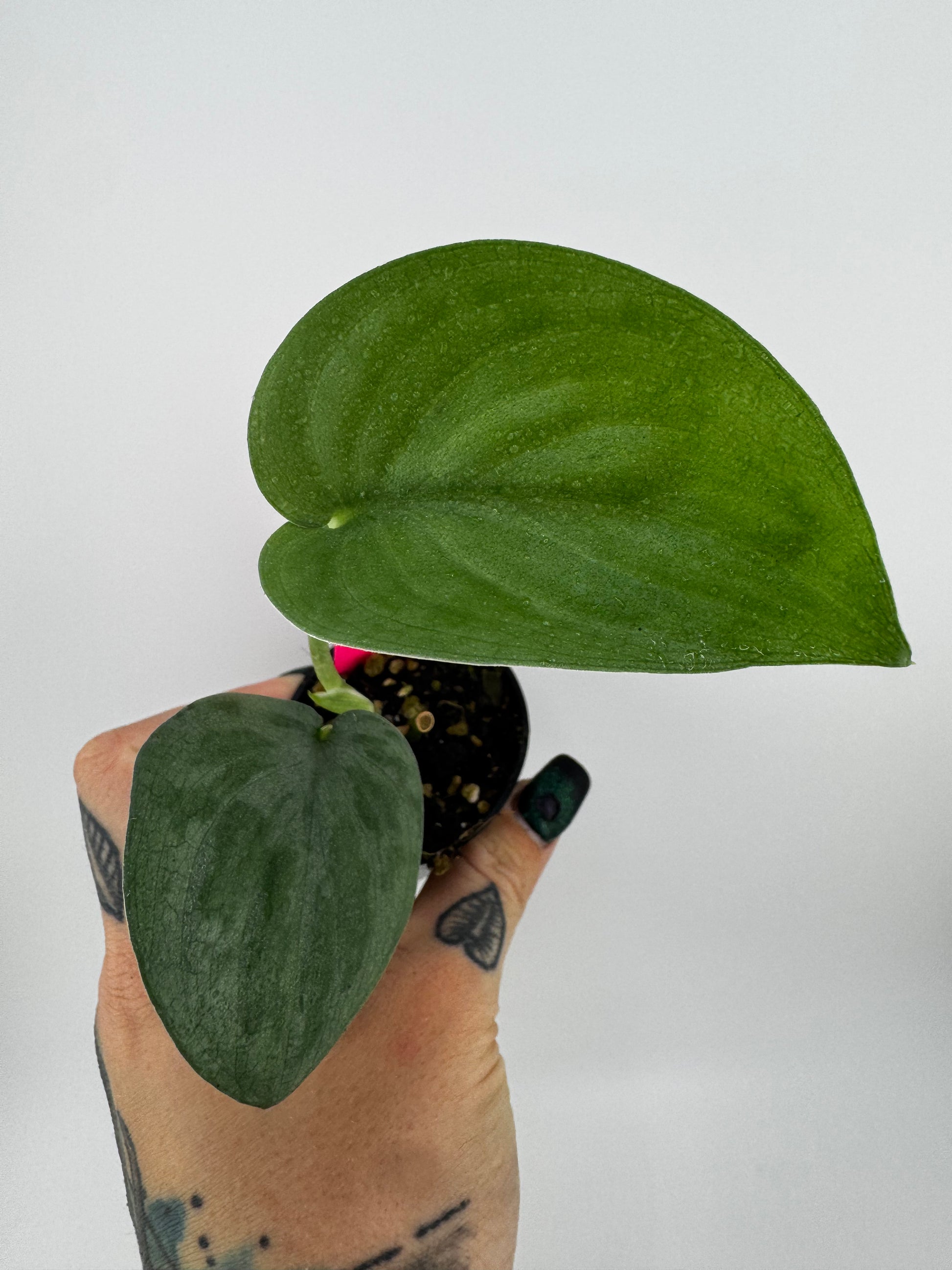 Scindapsus Lucens – Priest's Plant Paradise