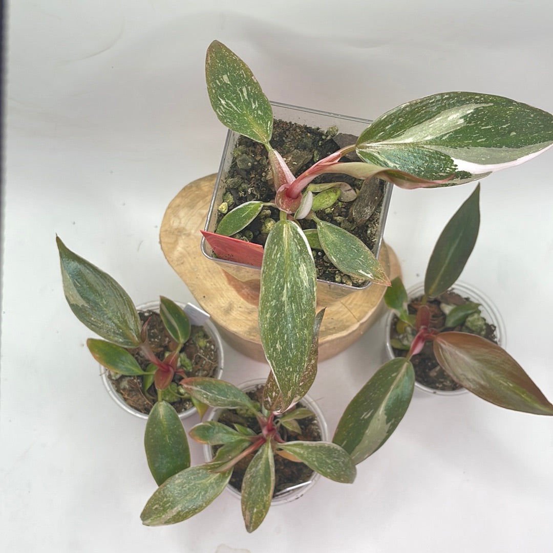 Philodendron variegated Red Anderson (Rare tropical) – Priest's Plant ...