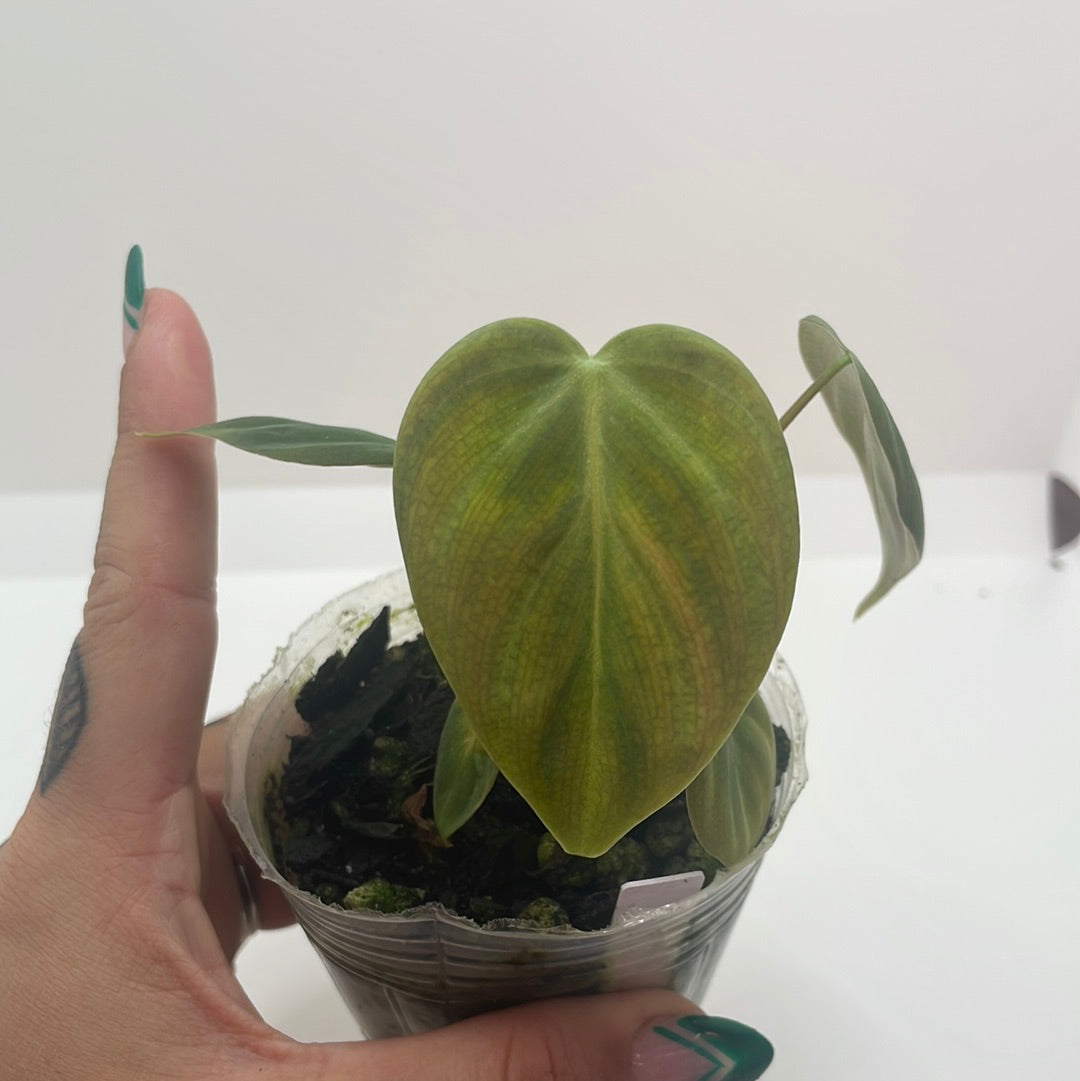Philodendron El Choco Red (Rare tropical) – Priest's Plant Paradise