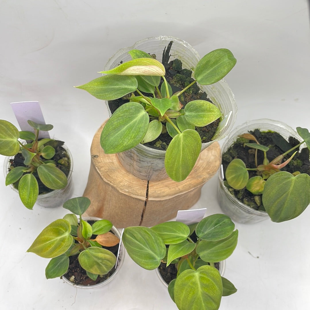 Philodendron El Choco Red (Rare tropical) – Priest's Plant Paradise