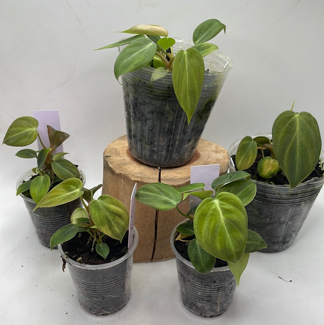 Philodendron El Choco Red (Rare tropical) – Priest's Plant Paradise