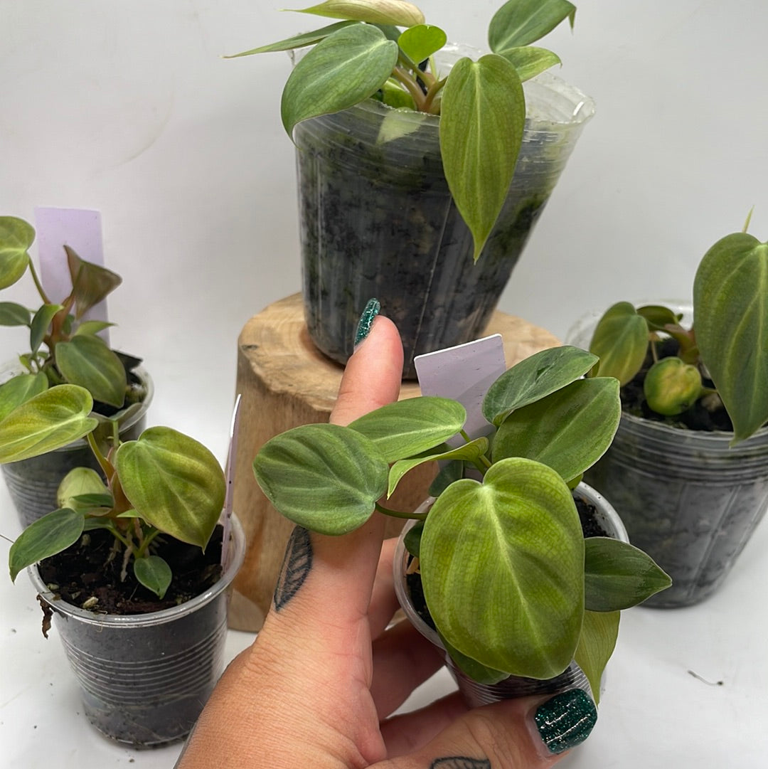 Philodendron El Choco Red (Rare tropical) – Priest's Plant Paradise