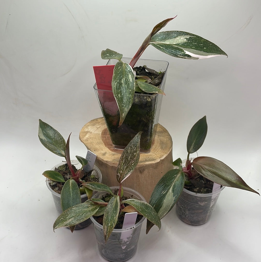 Philodendron variegated Red Anderson (Rare tropical) – Priest's Plant ...