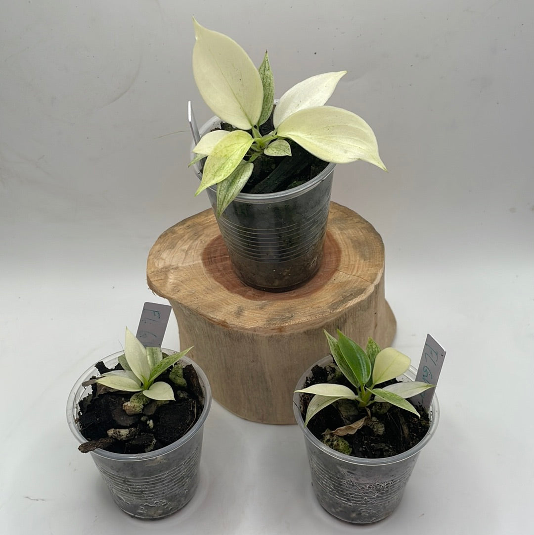 Philodendron Florida Ghost (Rare tropical) – Priest's Plant Paradise