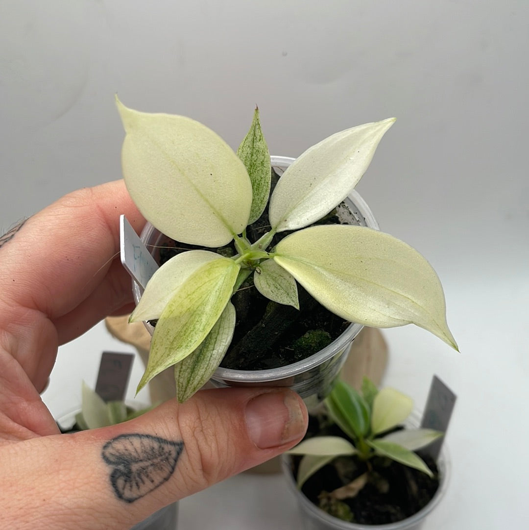 Philodendron Florida Ghost (Rare tropical) – Priest's Plant Paradise