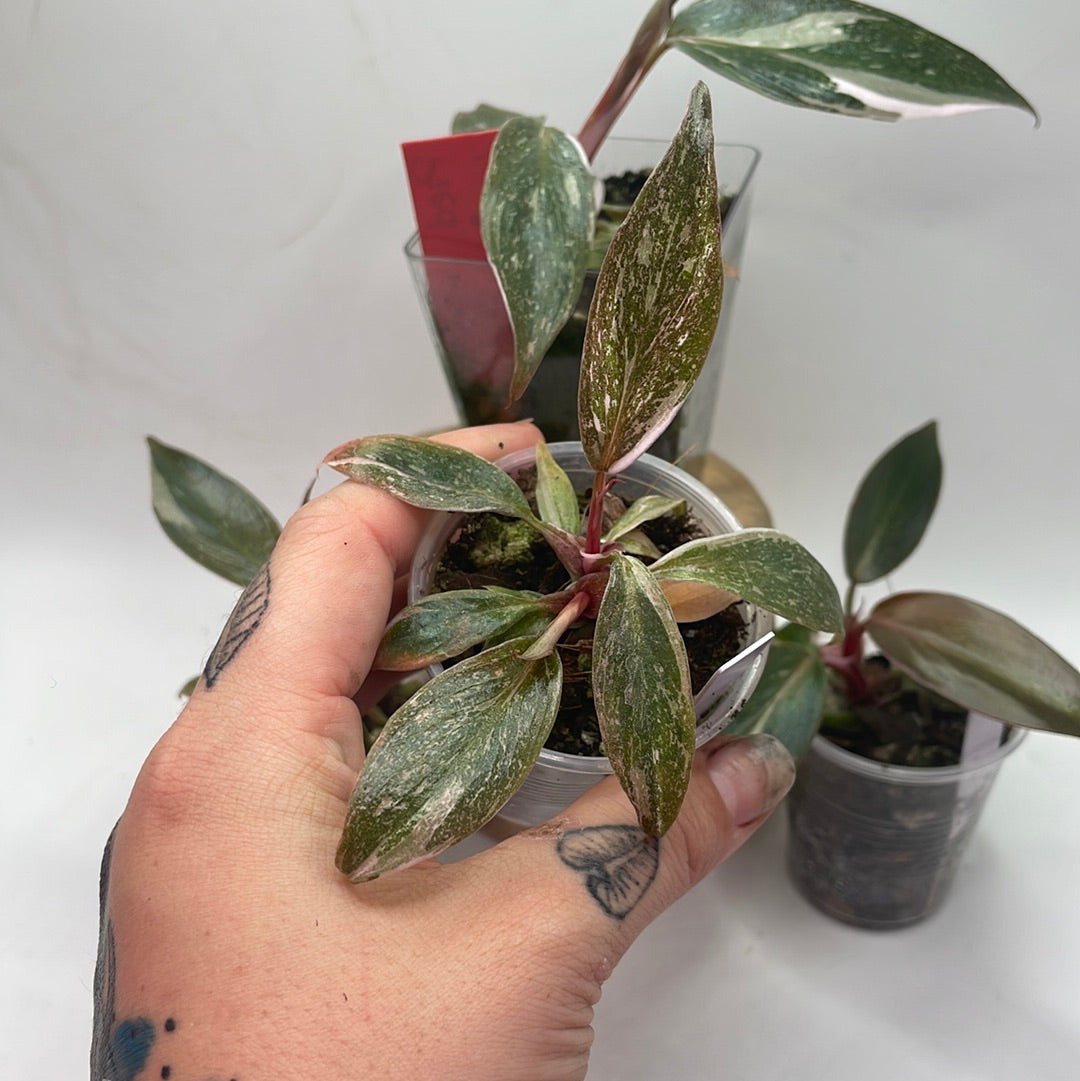 Philodendron variegated Red Anderson (Rare tropical) – Priest's Plant ...